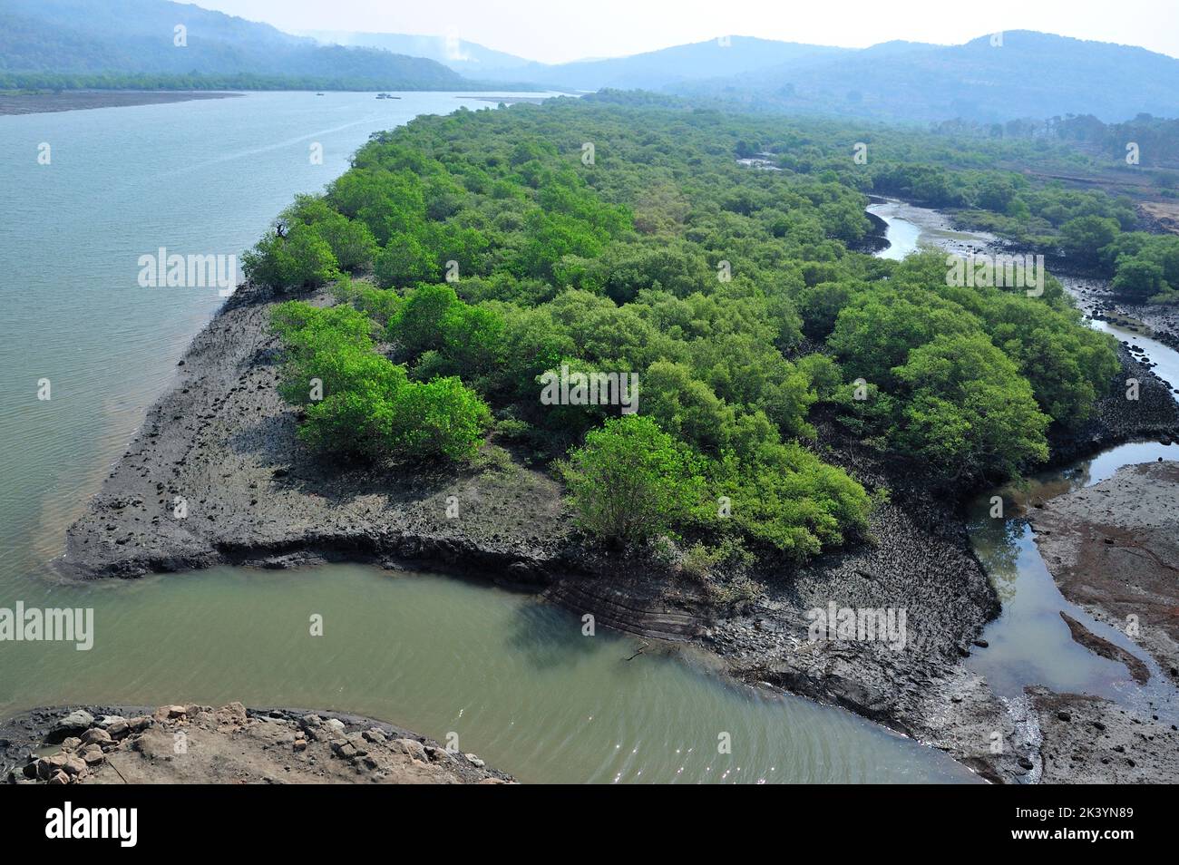 Forest of a Mangrove trees local name Tivar at Anjarla creek district ...