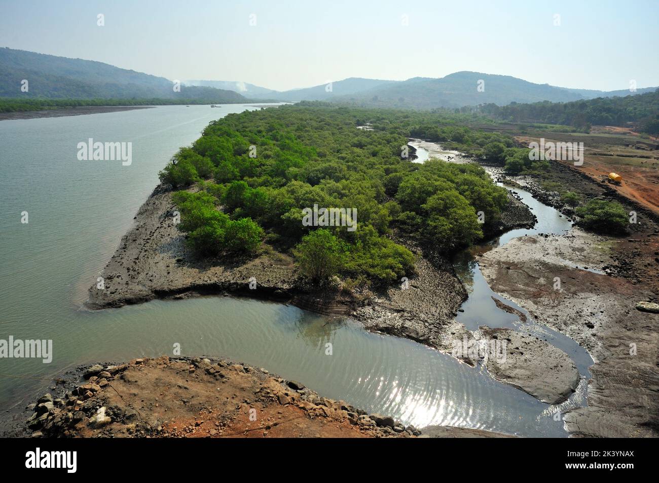 Forest of a Mangrove trees local name Tivar at Anjarla creek district ...