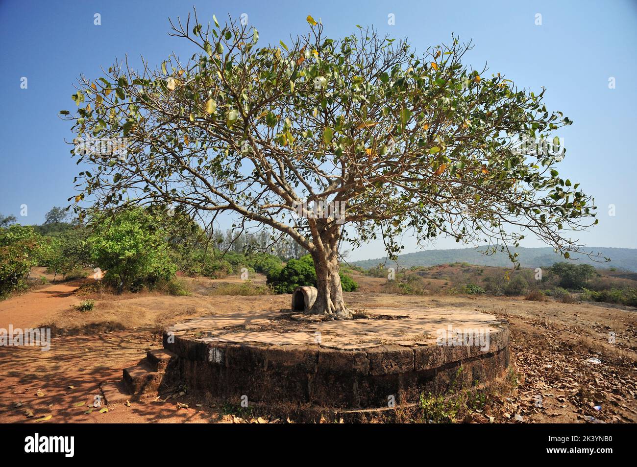 Religious Banyan Tree on platform at Anjarla district Ratnagiri state ...