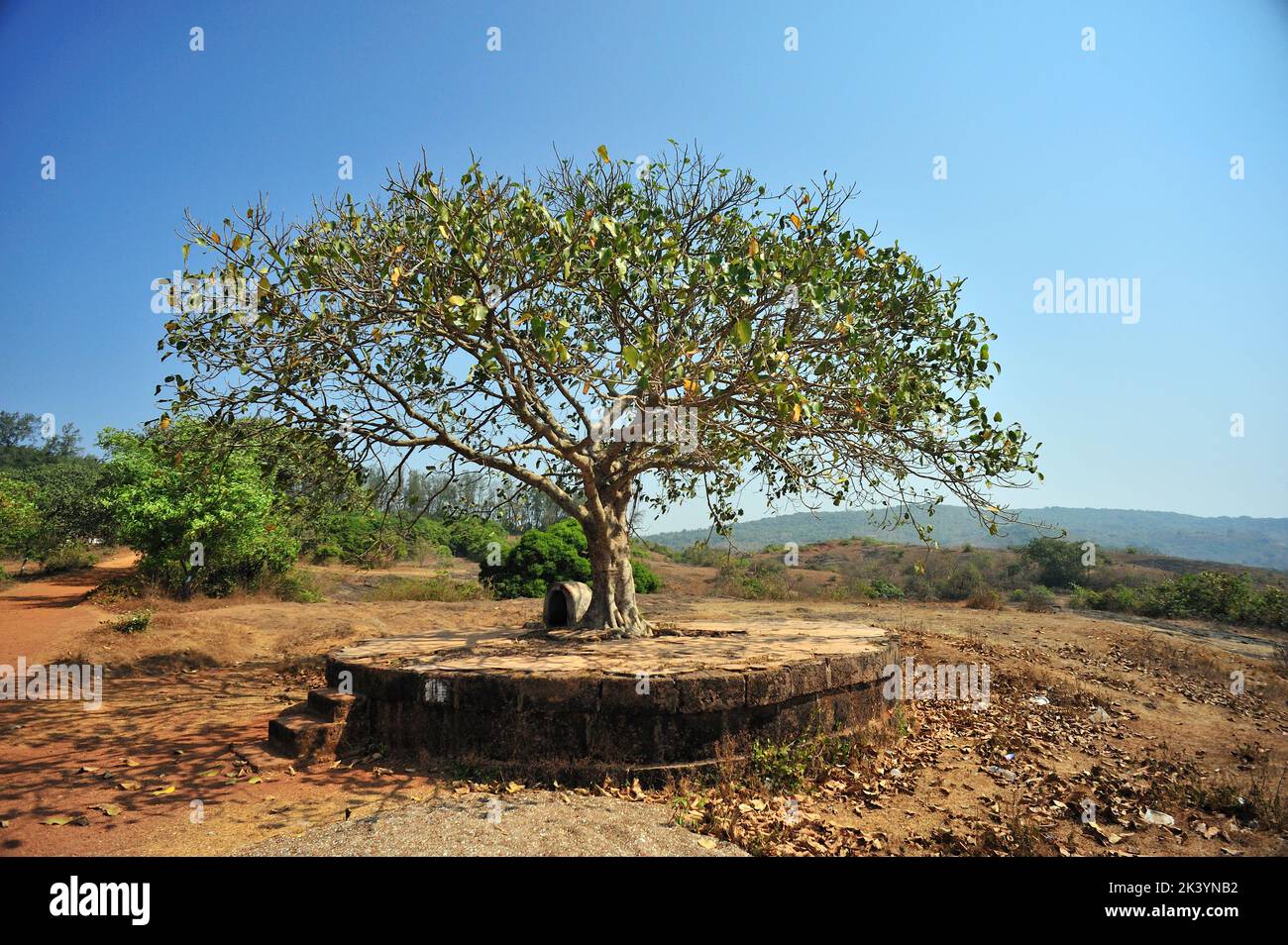 Religious Banyan Tree on platform at Anjarla district Ratnagiri state ...