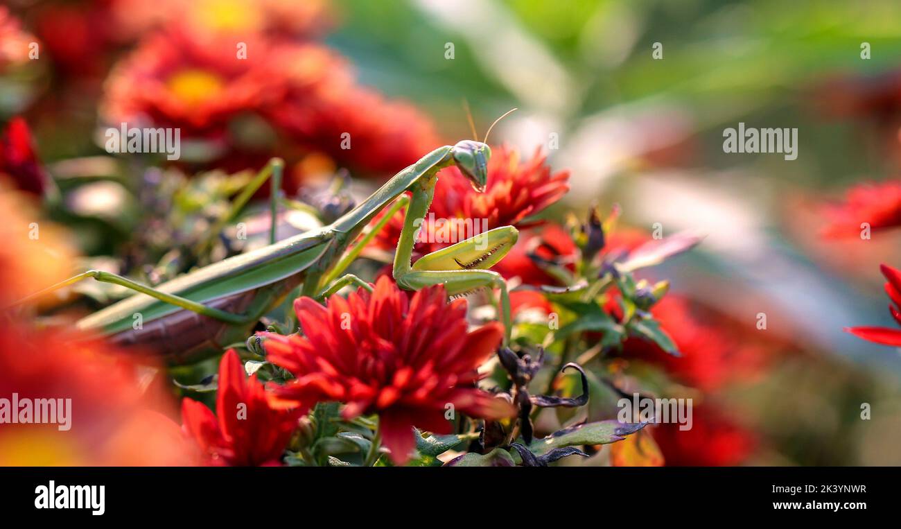 HANDAN, CHINA - SEPTEMBER 28, 2022 - A large praying mantis in a ...
