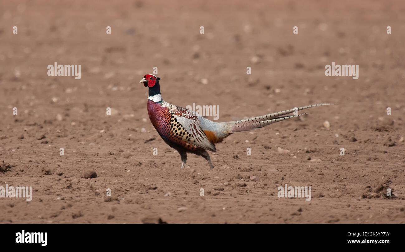 male Ringneck Pheasant scientific name Phasianus colchicus upright in a field of grass Stock ...
