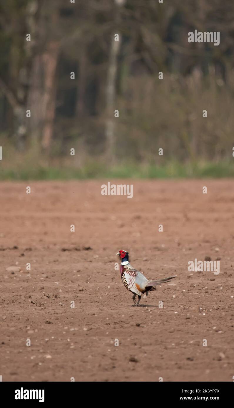vertical format male Ringneck Pheasant scientific name Phasianus colchicus upright in a ploughed ...