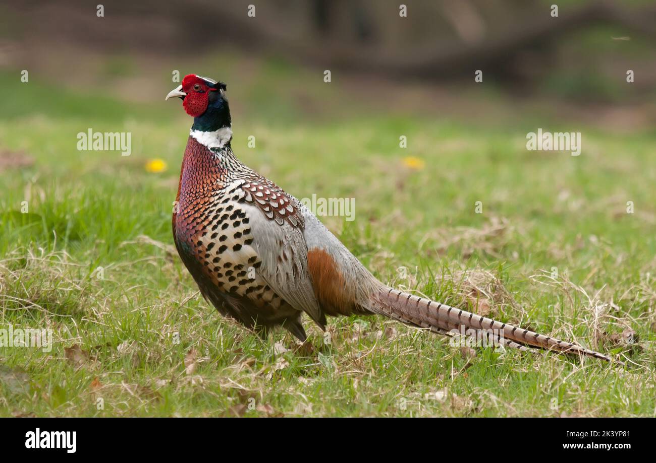 male Ringneck Pheasant scientific name Phasianus colchicus upright in a field of grass Stock ...