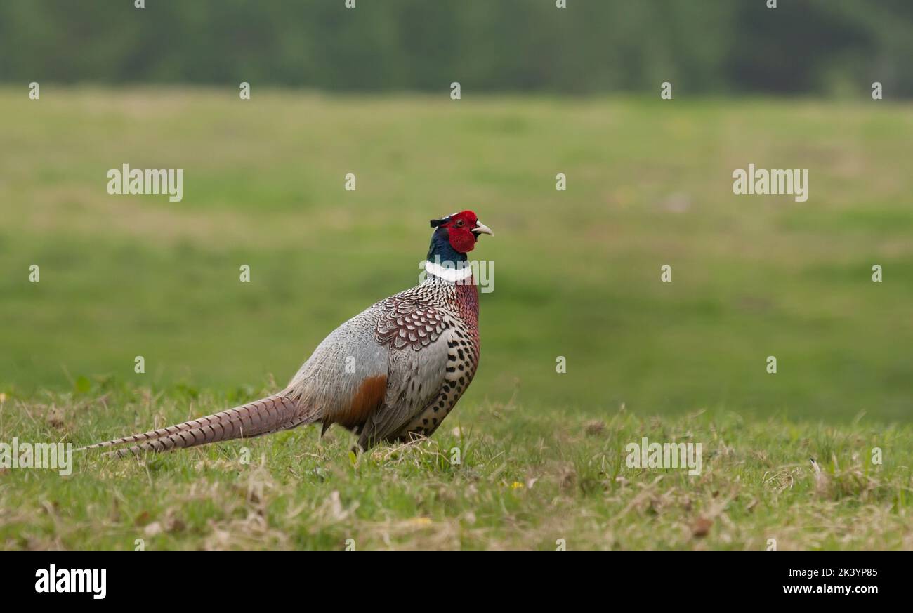 male Ringneck Pheasant scientific name Phasianus colchicus upright in a ...