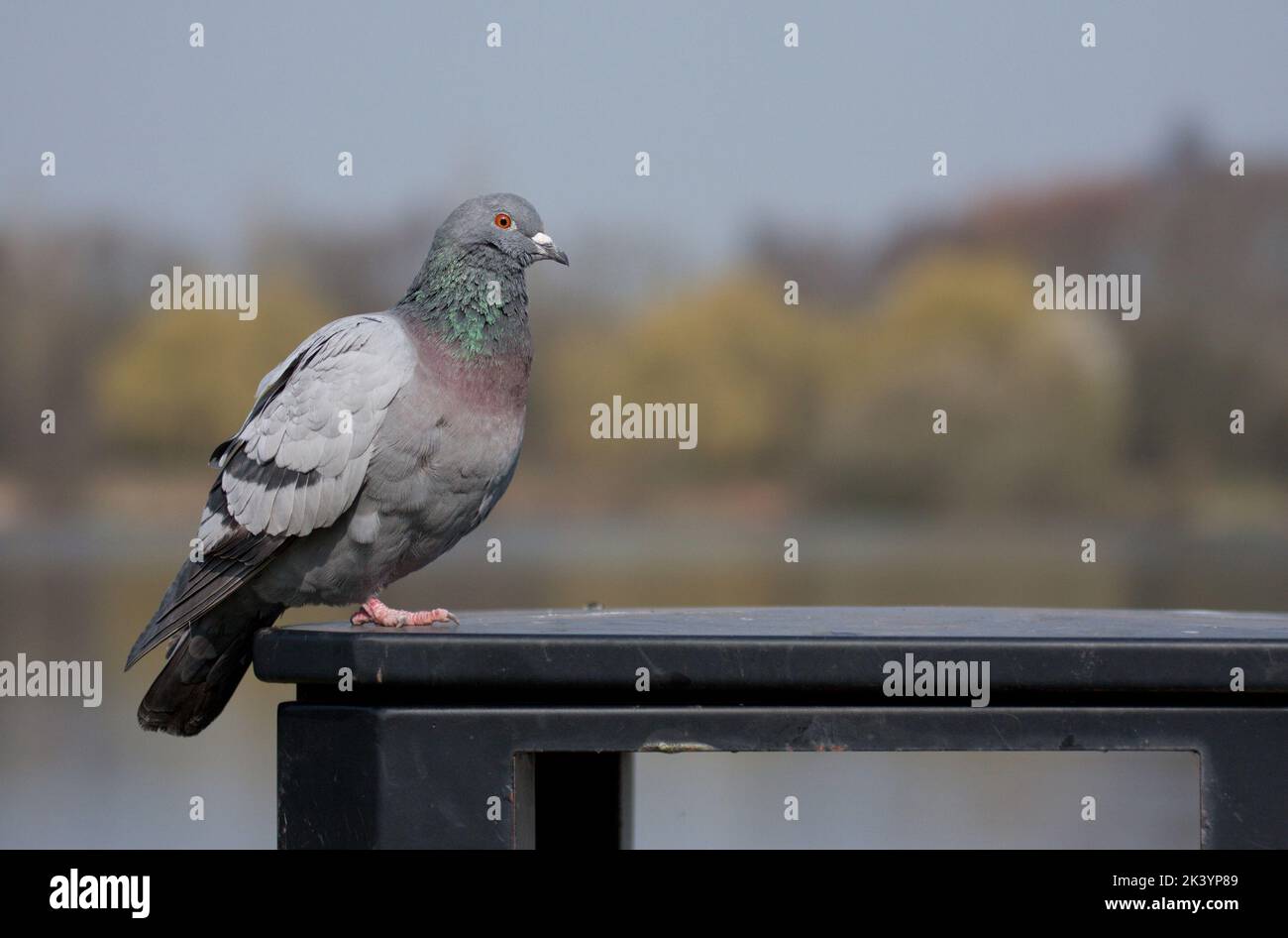 Homing pigeon columba livia domestica hi-res stock photography and ...