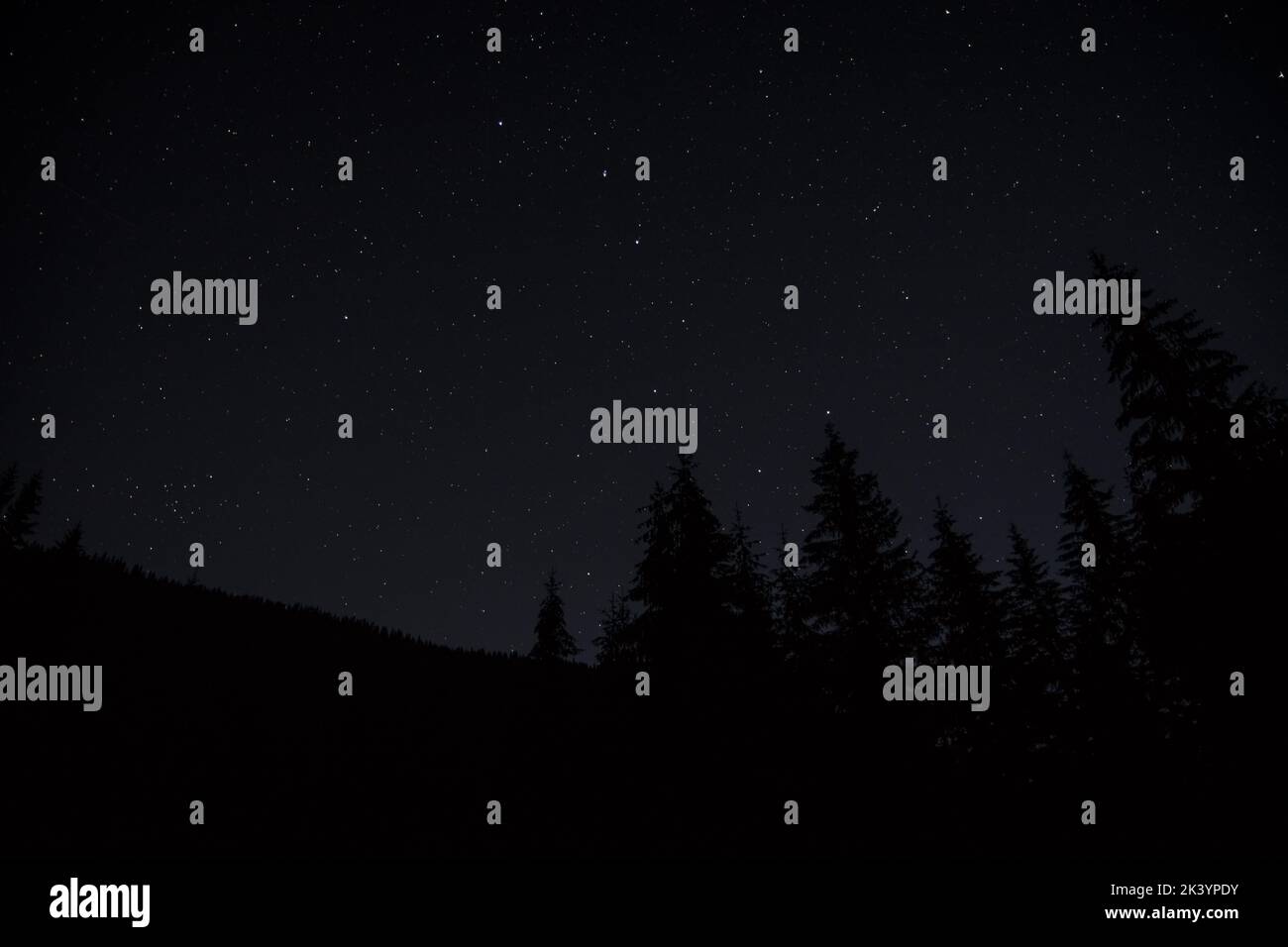 The trees against starry night sky Stock Photo - Alamy