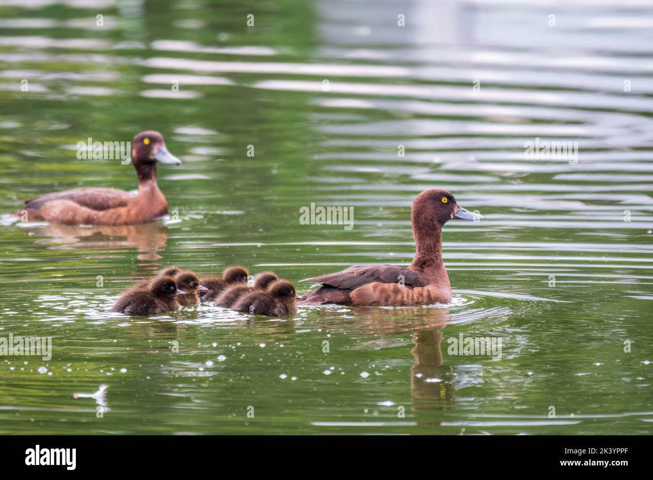 Tufted duck Family swims with their ducklings in green lake water. A ...