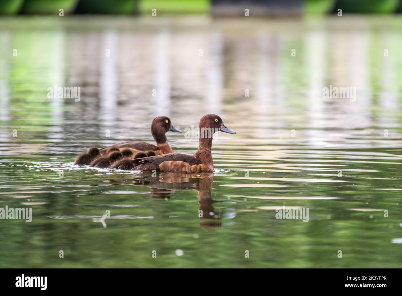 Tufted duck Family swims with their ducklings in green lake water. A ...