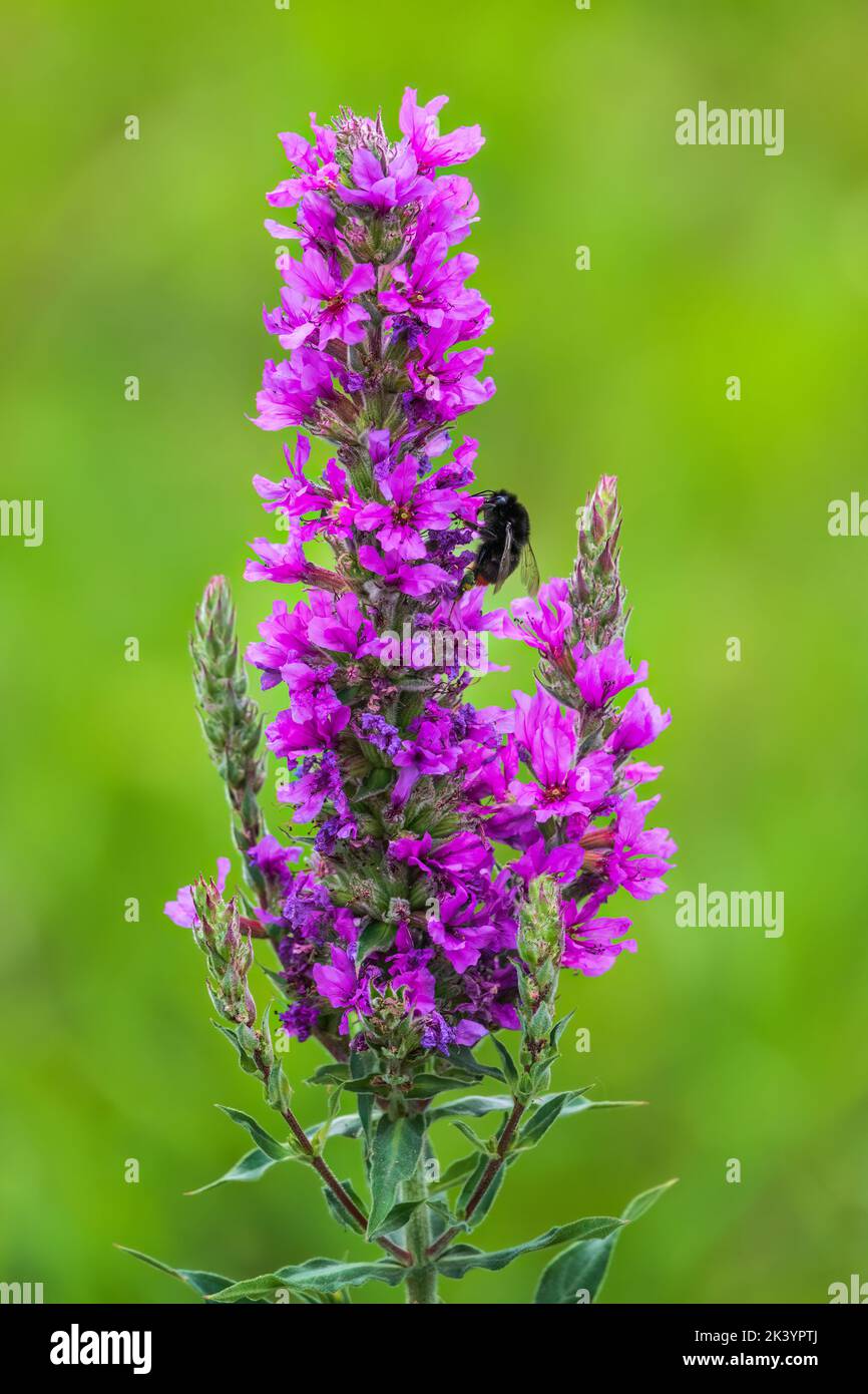 Summer Flowering Purple Loosestrife, Lythrum tomentosum or spiked ...