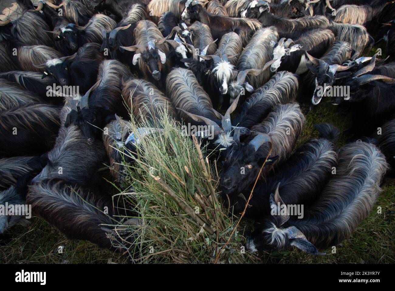 Nepal. 29th Sep, 2022. Mountain goats from Mustang arrive at Sallaghari ...