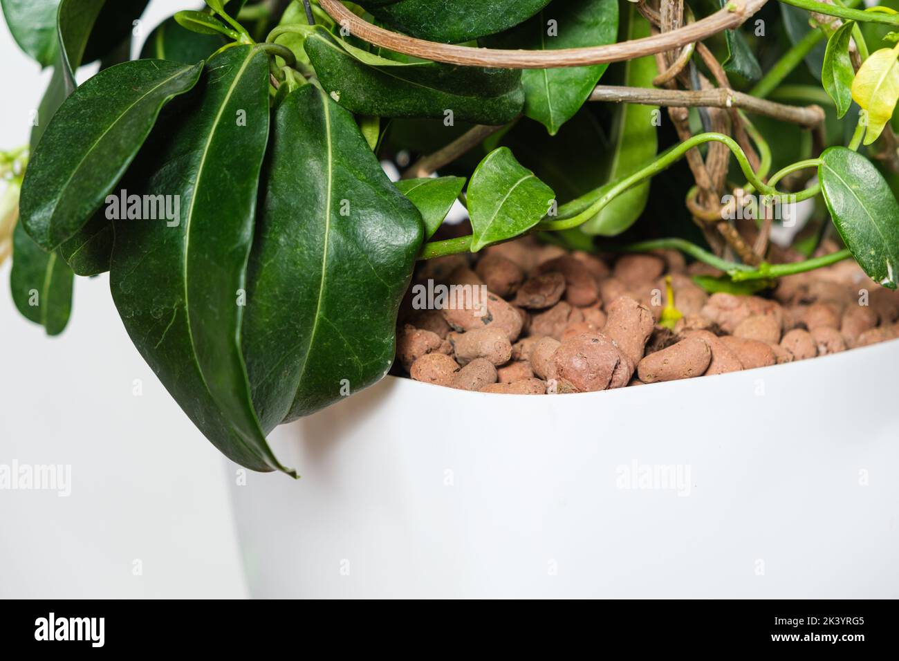 Drainage in a flower pot on the surface, houseplant jasmine Stock Photo ...