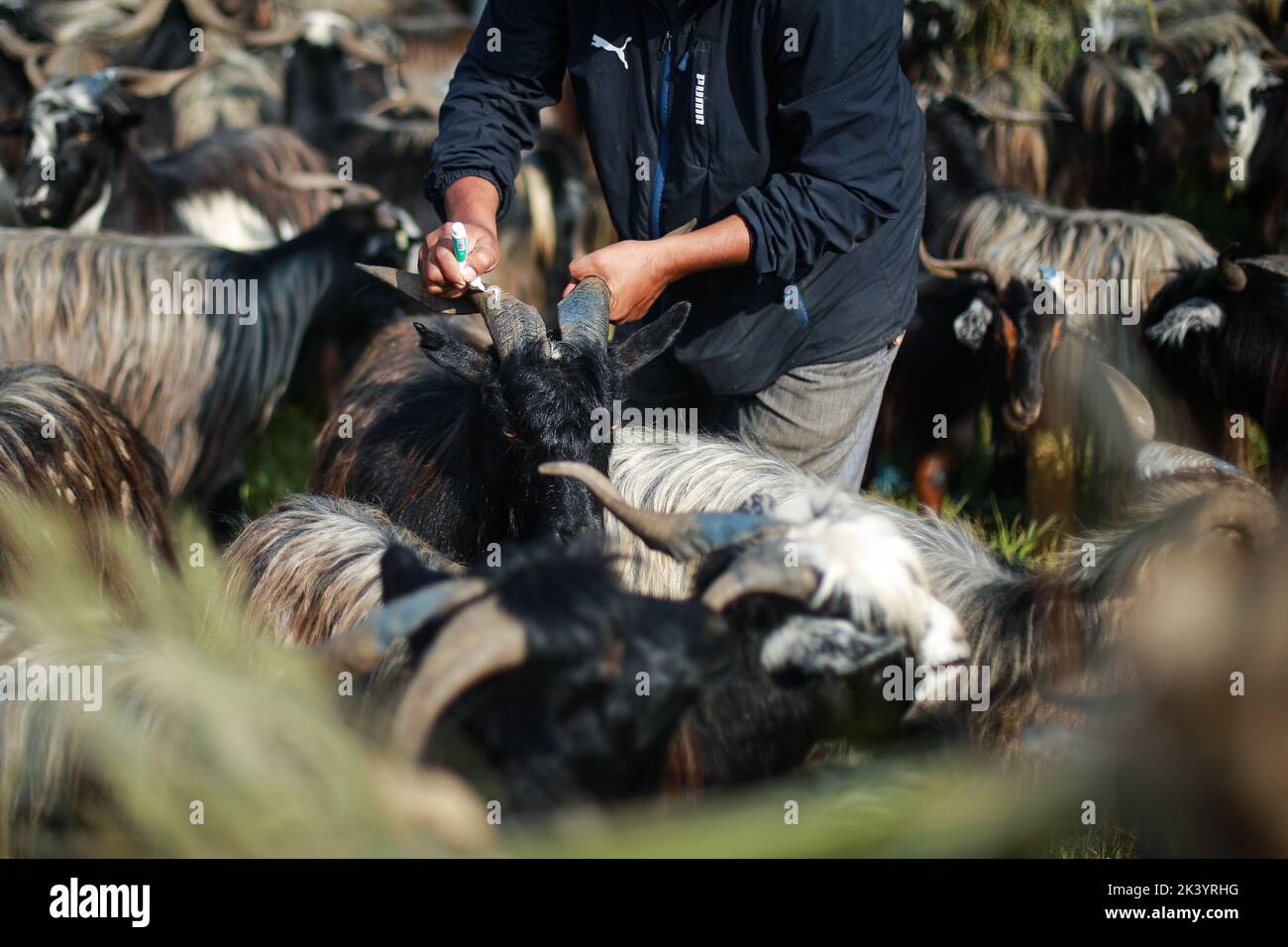 Nepal. 29th Sep, 2022. Mountain goats from Mustang arrive at Sallaghari ...