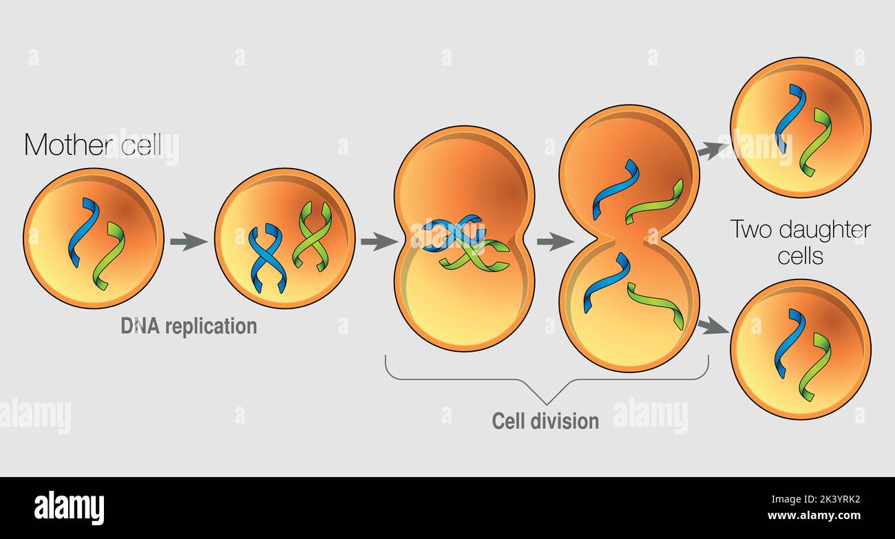 The graphic shows in 5 steps the division of a cell and duplication of the nucleus. Vector image ...