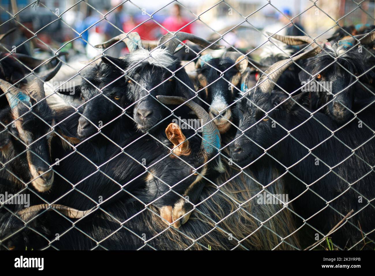 Nepal. 29th Sep, 2022. Mountain goats from Mustang arrive at Sallaghari ...