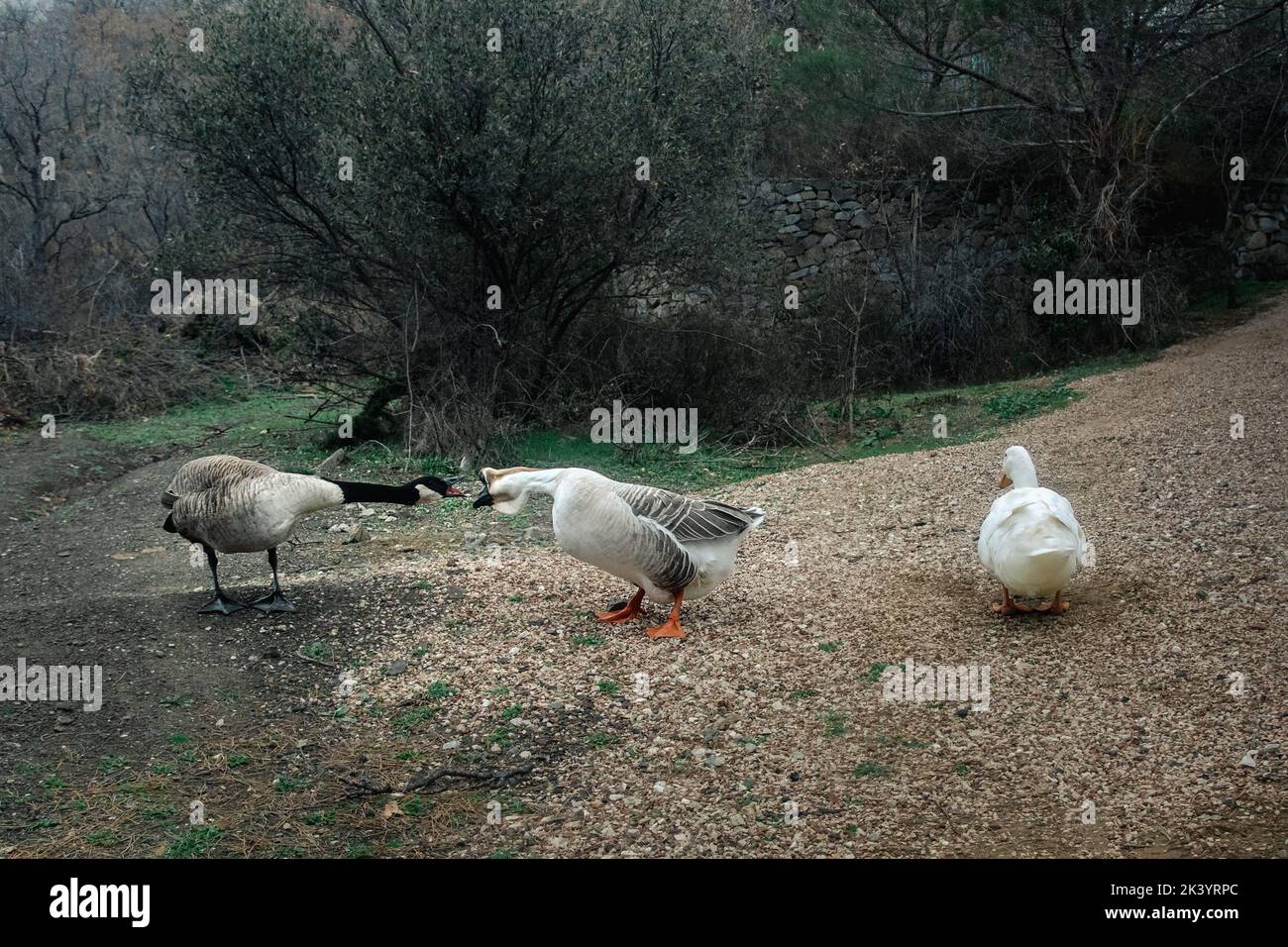 Pair of different geese fighting in the park Stock Photo - Alamy