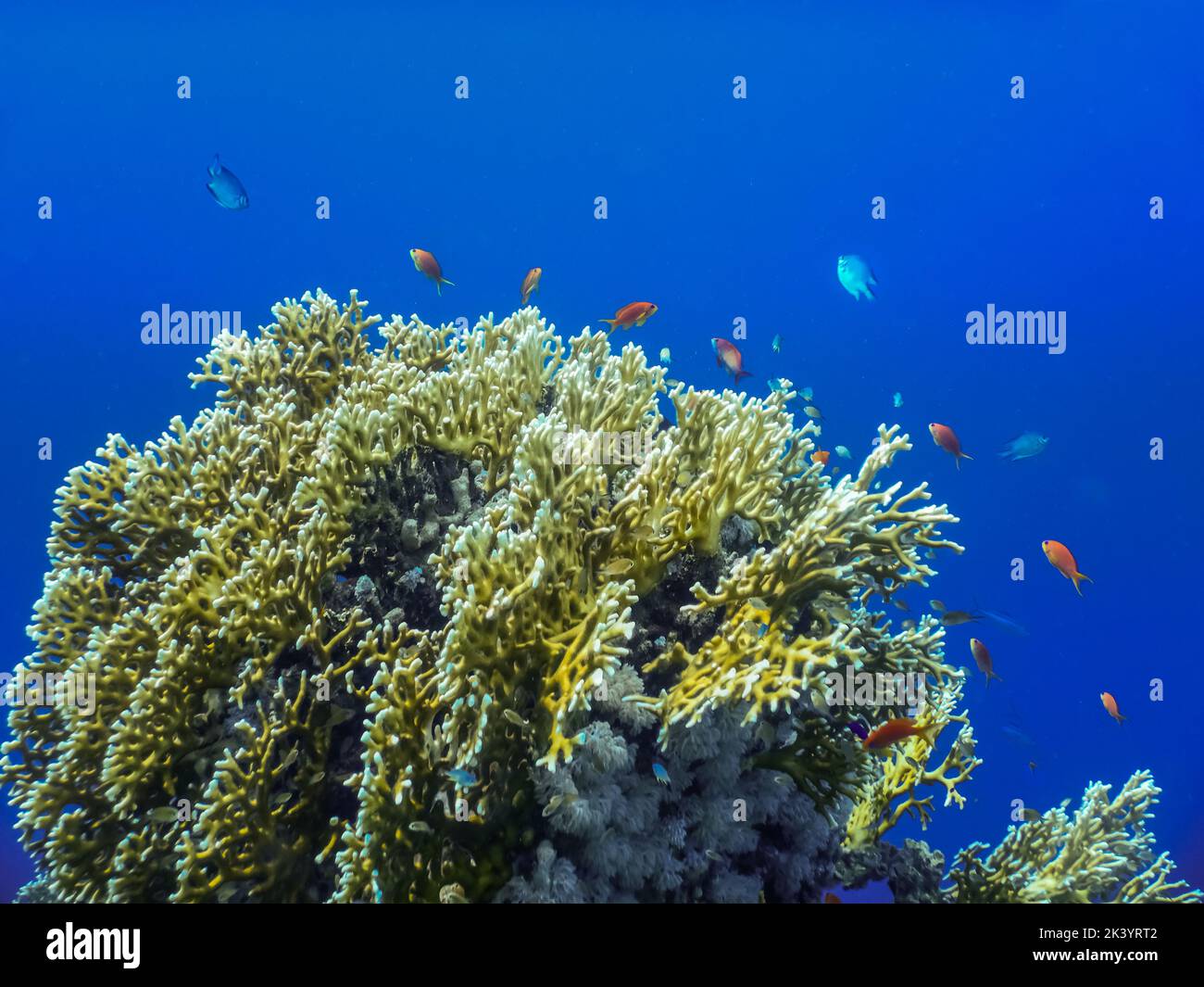 wonderful deep blue sea with corals and fishes in egypt on vacation ...