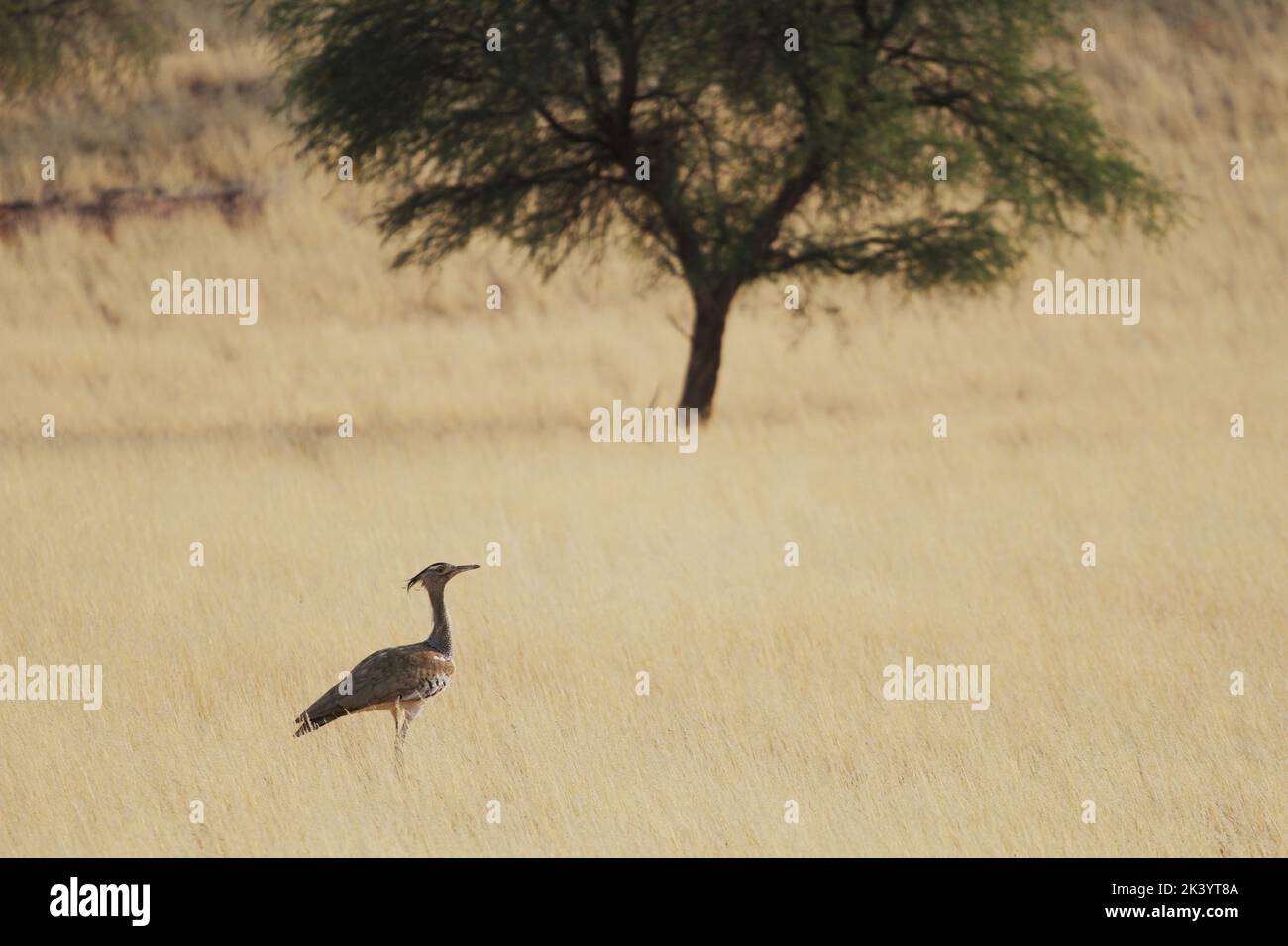 The Kori bustard bird perching in the dry grass field by a loan tree ...