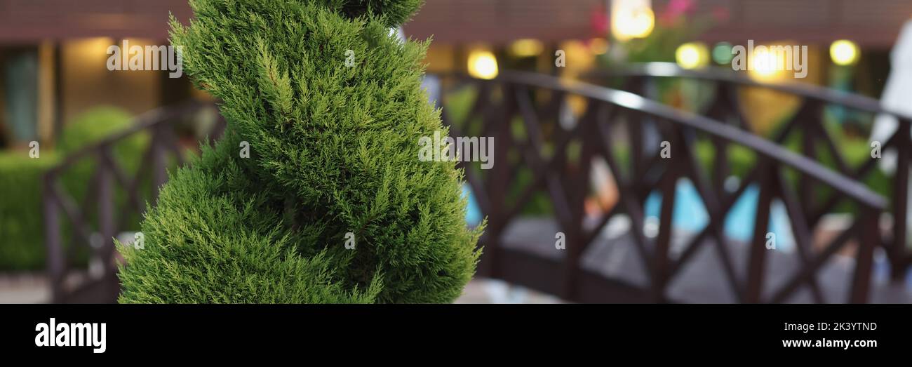 High green tree shape placed at entrance to cafe or restaurant building ...