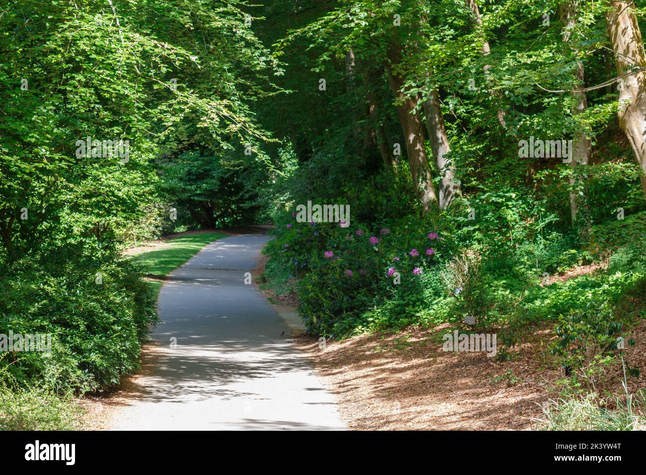 Path and trees in a park in Brittany Stock Photo - Alamy