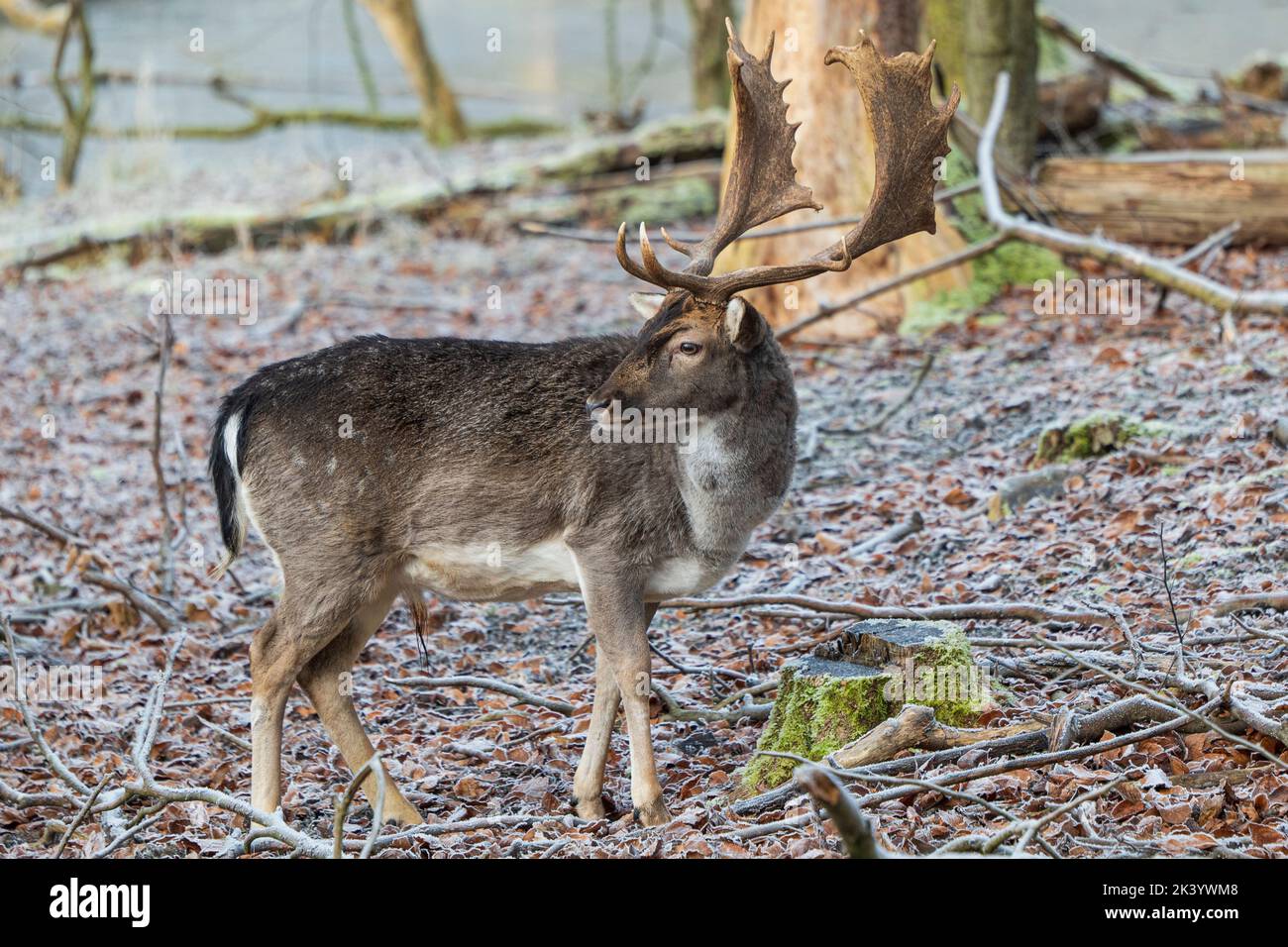 Full body portrait of a fallow deer with magnificent antlers in the ...