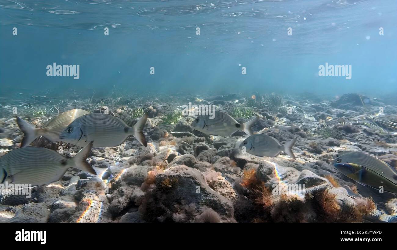 Group of Sargo or white seabream fish, family of sparidae scientific ...