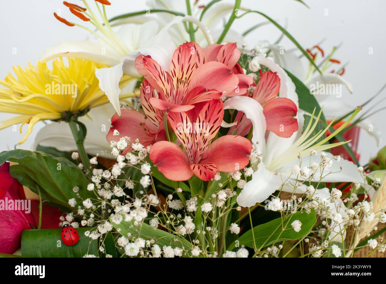 Daisies lilies hi-res stock photography and images - Alamy