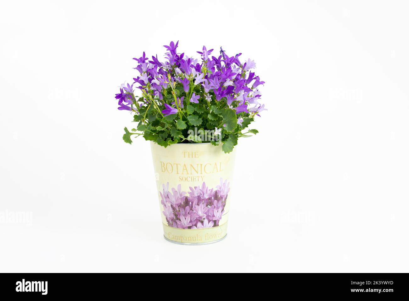 Flowers in a nice metal jar Stock Photo - Alamy