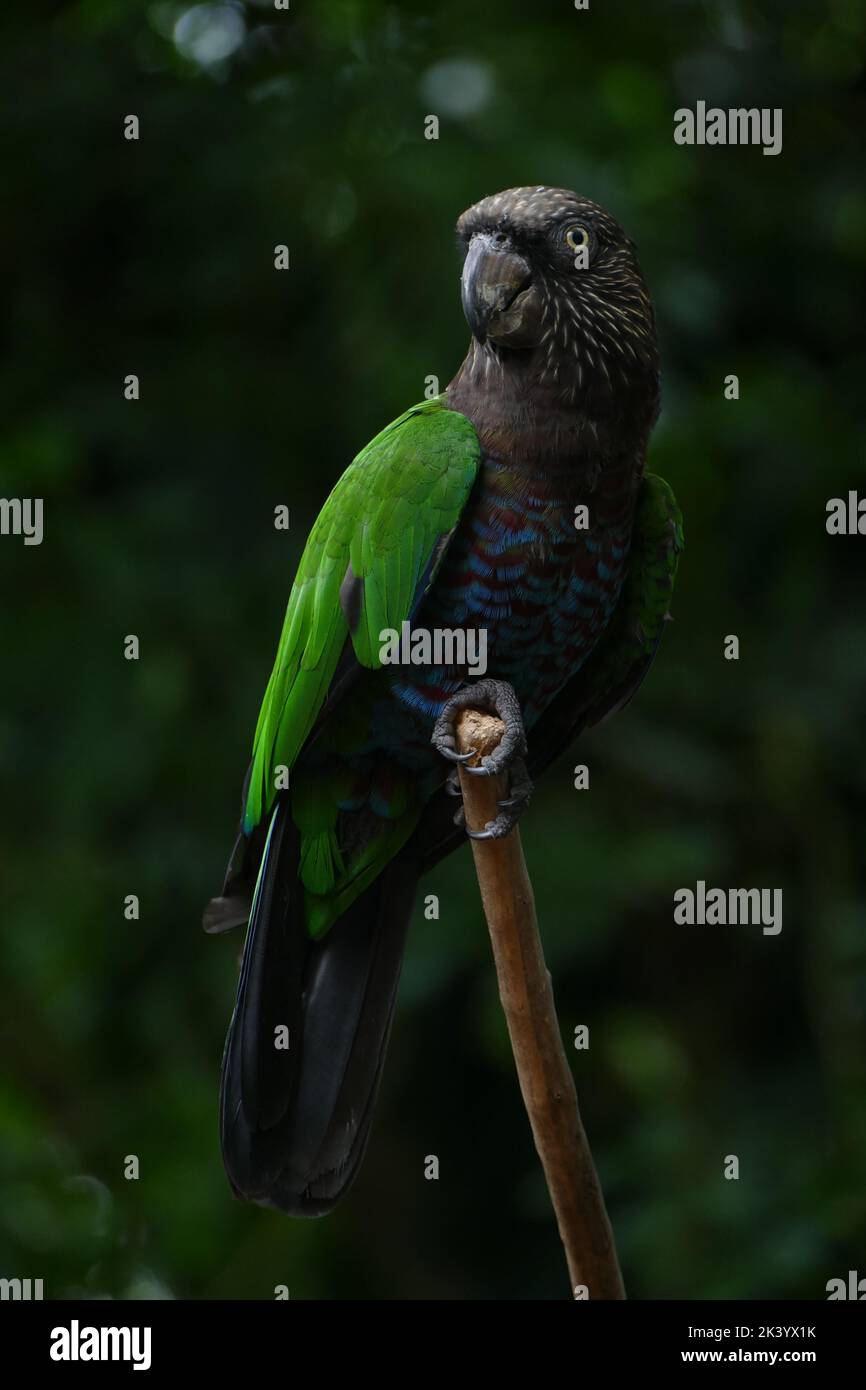 Hawk headed parrot hi-res stock photography and images - Alamy