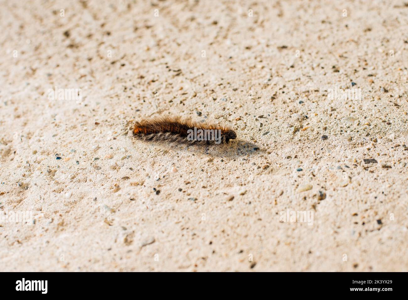 Centipede larva hi-res stock photography and images - Alamy