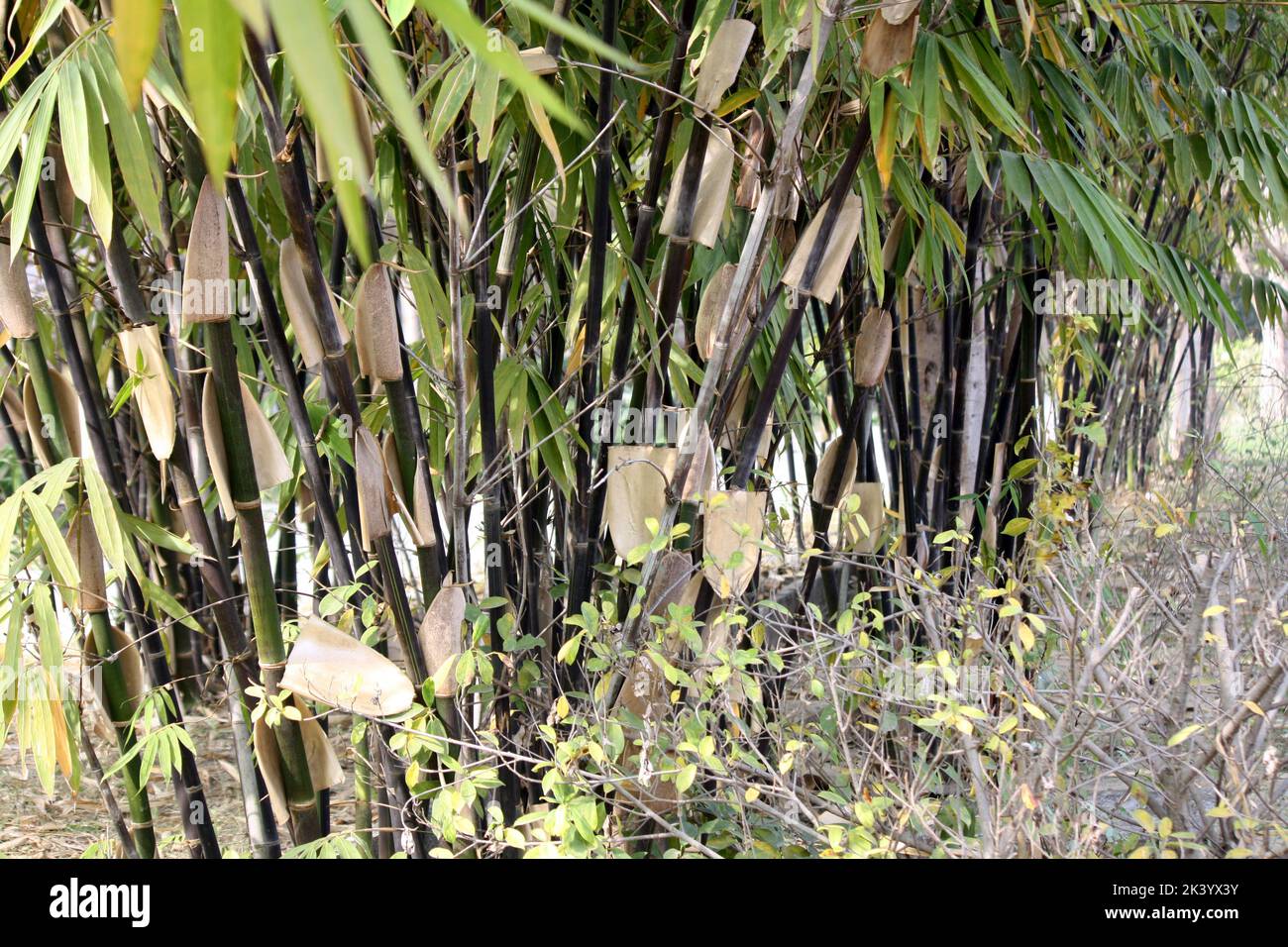 Cluster of Black bamboo (Phyllostachys nigra) in a park : (pix SShukla ...