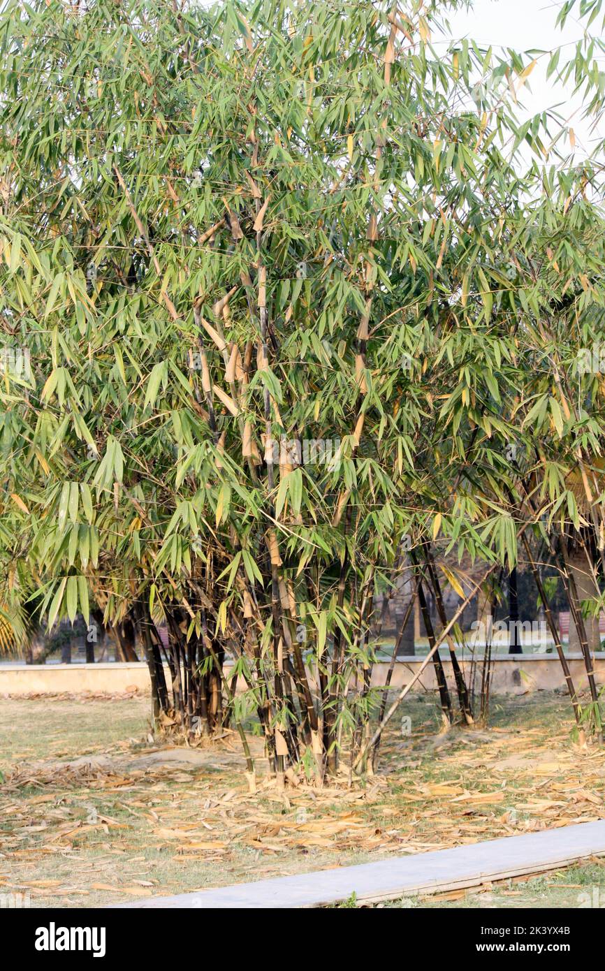 Cluster of Black bamboo (Phyllostachys nigra) in a park : (pix SShukla ...