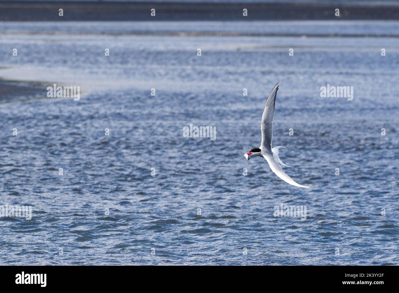 Tern fishing hi-res stock photography and images - Alamy