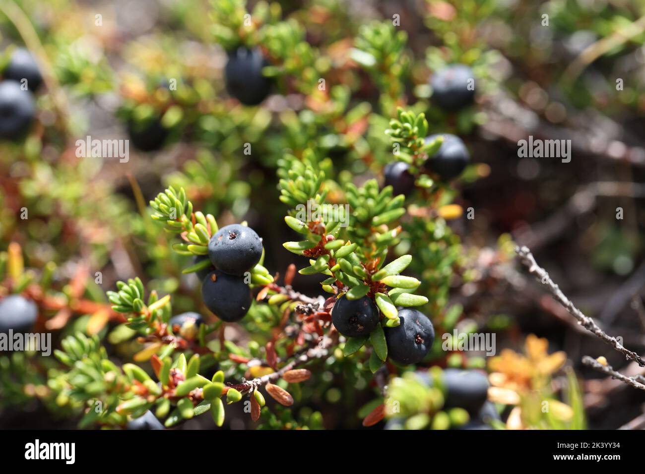 crowberry dwarf shrub with fruits alpine species Stock Photo - Alamy