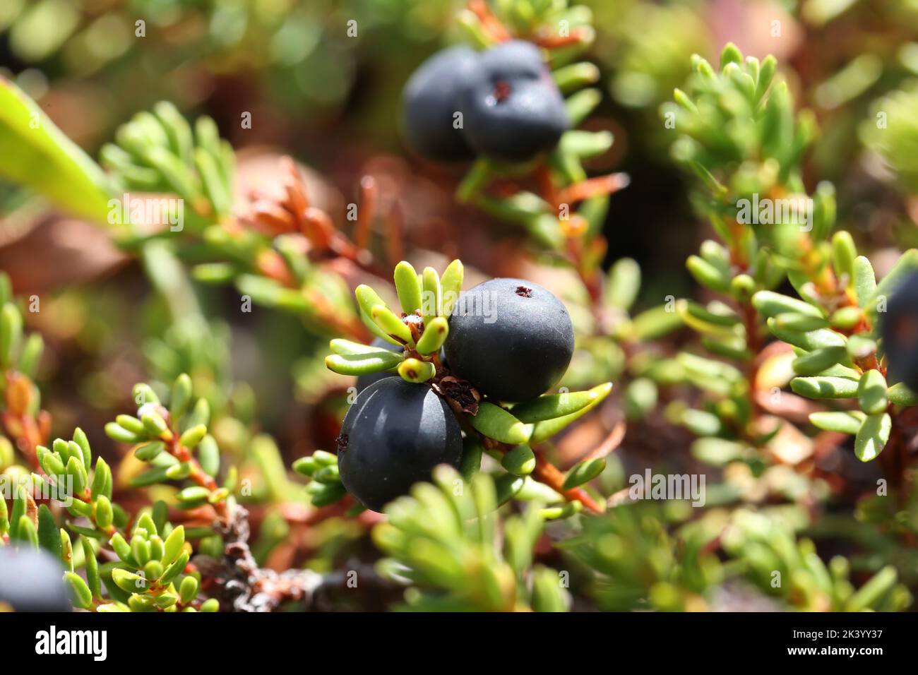 crowberry dwarf shrub with fruits alpine species Stock Photo - Alamy