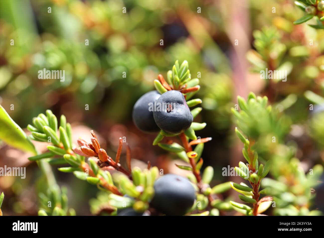 crowberry dwarf shrub with fruits alpine species Stock Photo - Alamy