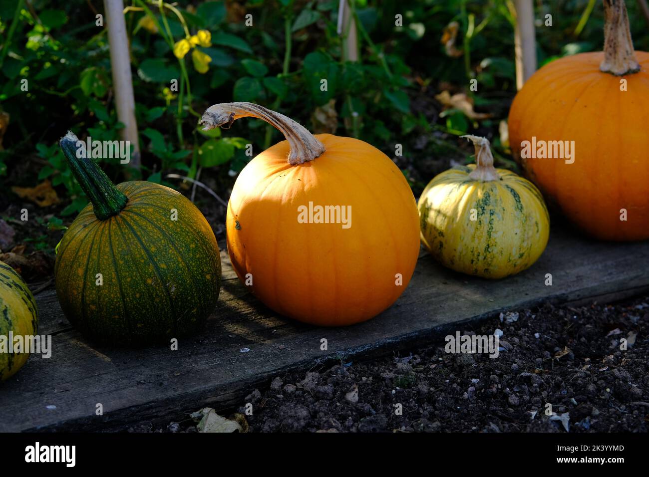 Selection of harvested pumpkins and gourds Stock Photo - Alamy