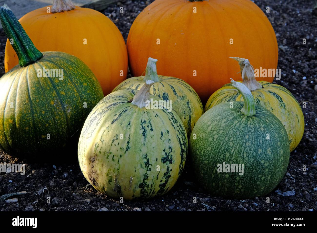 Selection of harvested pumpkins and gourds Stock Photo - Alamy