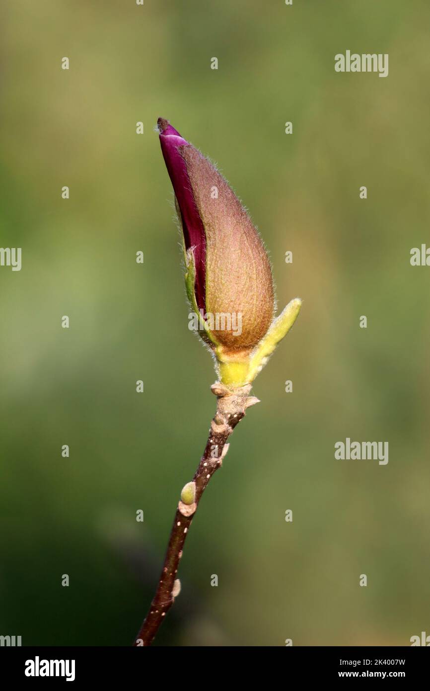 Partially open Magnolia flowering tree hairy flower bud with barely ...