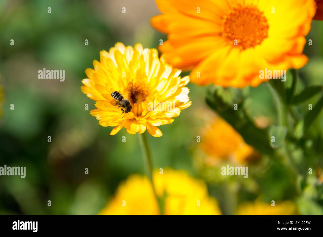 Chrysanthemum flower bee pollination hi-res stock photography and ...