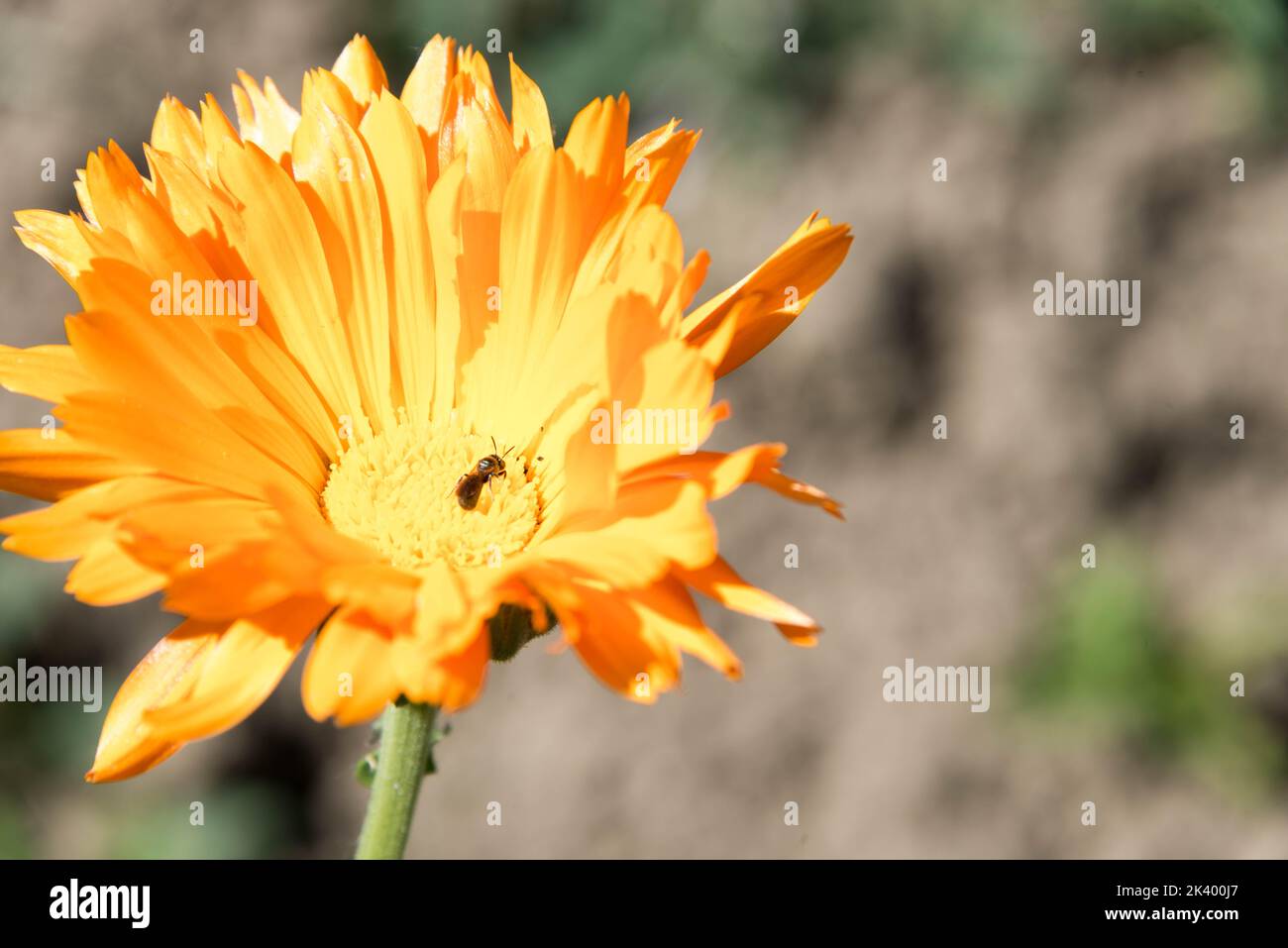 Chrysanthemum flower bee pollination hi-res stock photography and ...