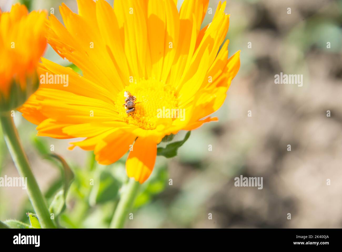 Pollination of a yellow plant Stock Photo - Alamy