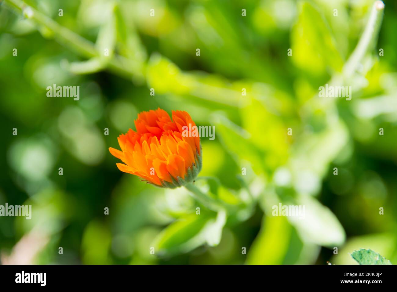 Marigold flower close hi-res stock photography and images - Alamy