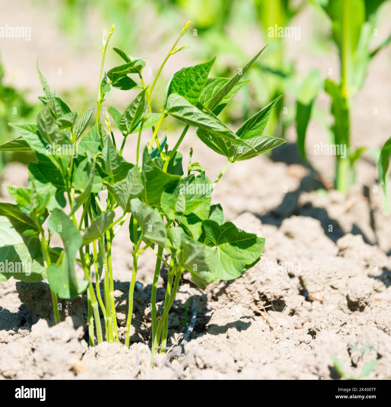Green peas growing close-up Stock Photo - Alamy