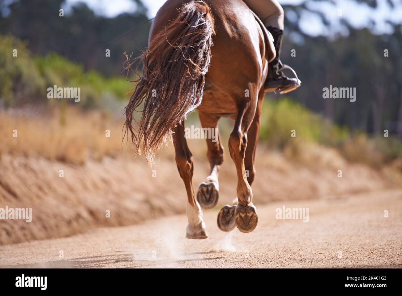 Exploring the wild together. Cropped view of a horse galloping with its ...