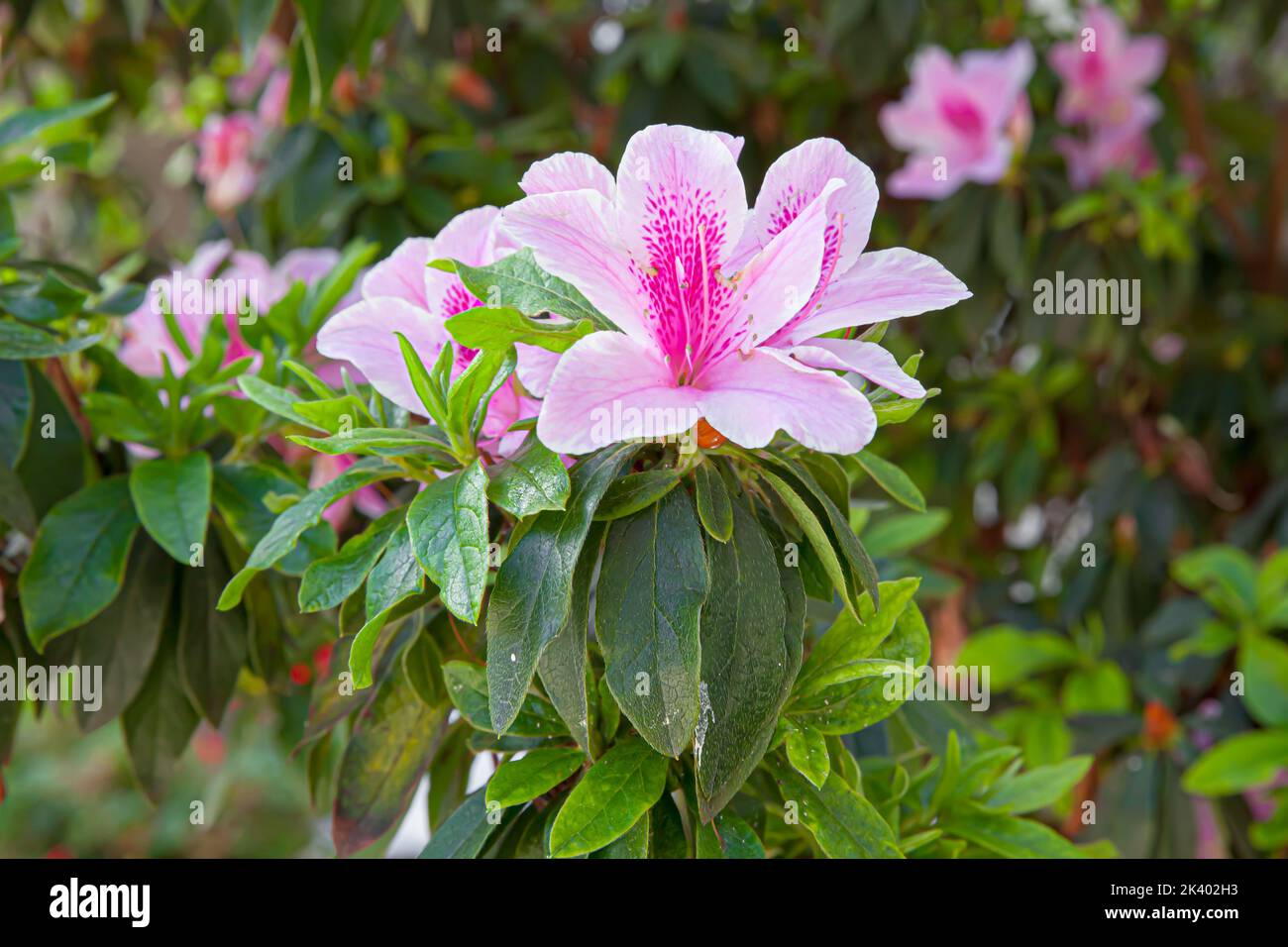 Azalea flowering plant blooming hi-res stock photography and images - Alamy