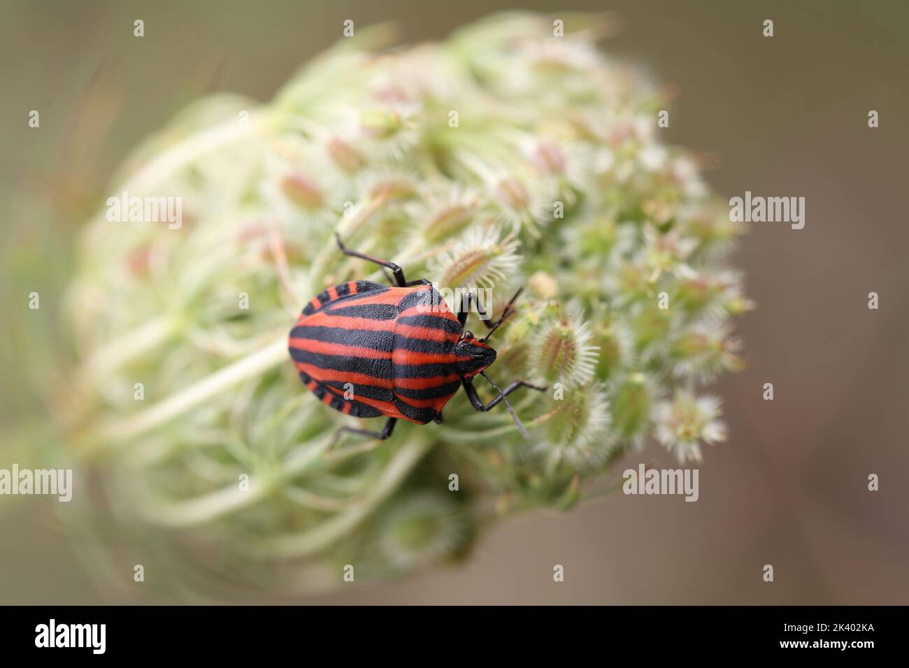 Italian striped stink bug hi-res stock photography and images - Alamy