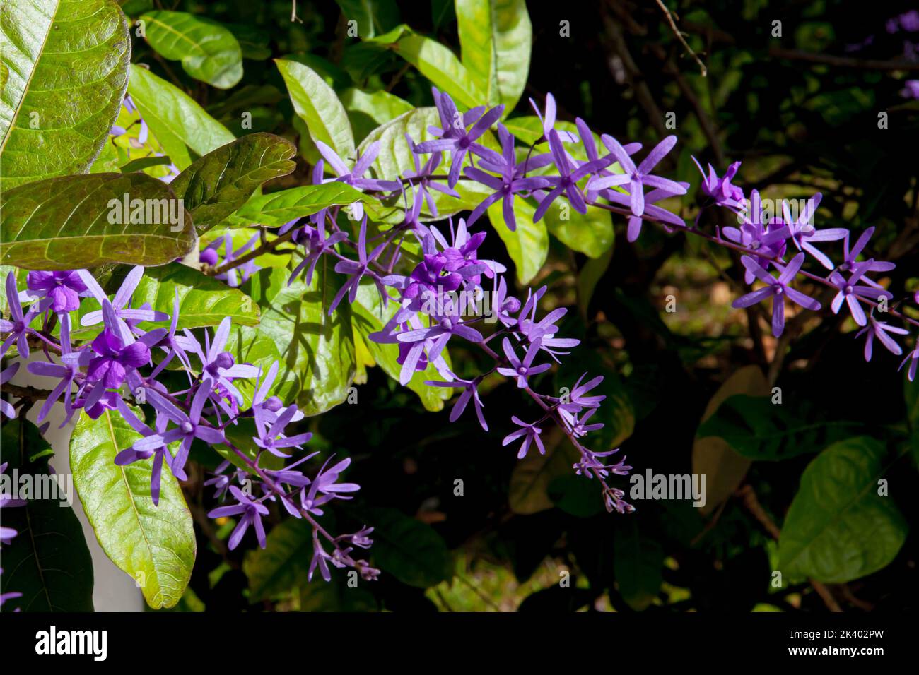 Purple wreath petrea volubilis hi-res stock photography and images - Alamy