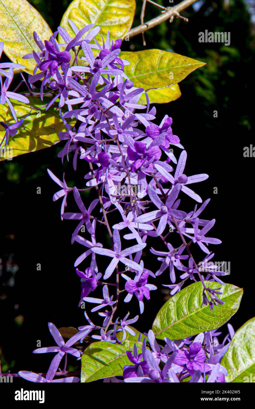 Purple wreath petrea volubilis hi-res stock photography and images - Alamy