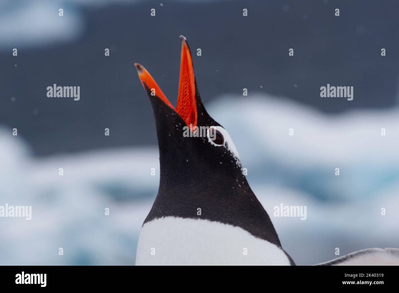 The close-up profile portrait of an Adelie penguin calling a sound ...